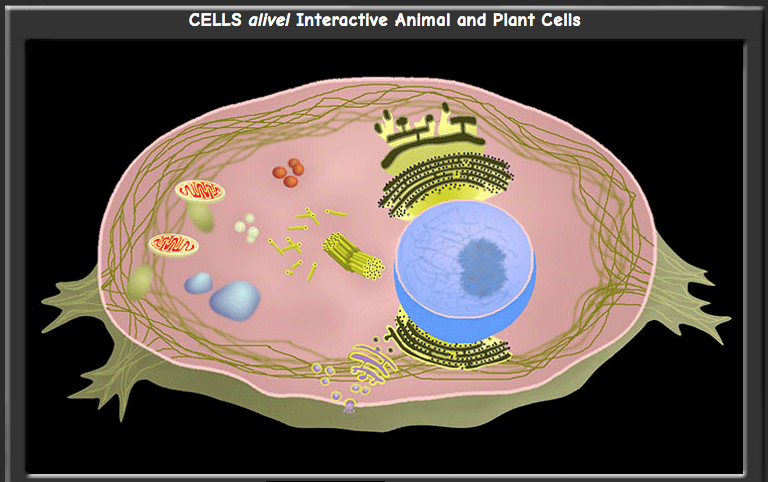Animal / Plant Cell Interactive – ScienceWiz