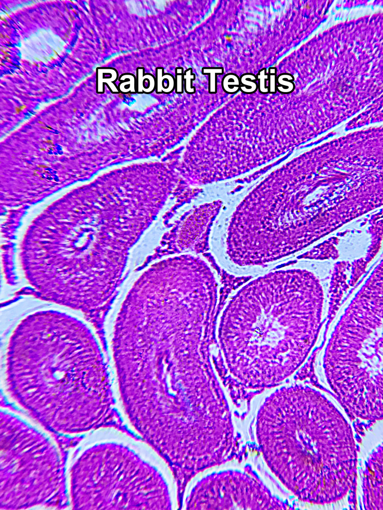 The ScienceWiz Clip-On Microscope – ScienceWiz