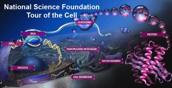 Tour of the Cell – ScienceWiz