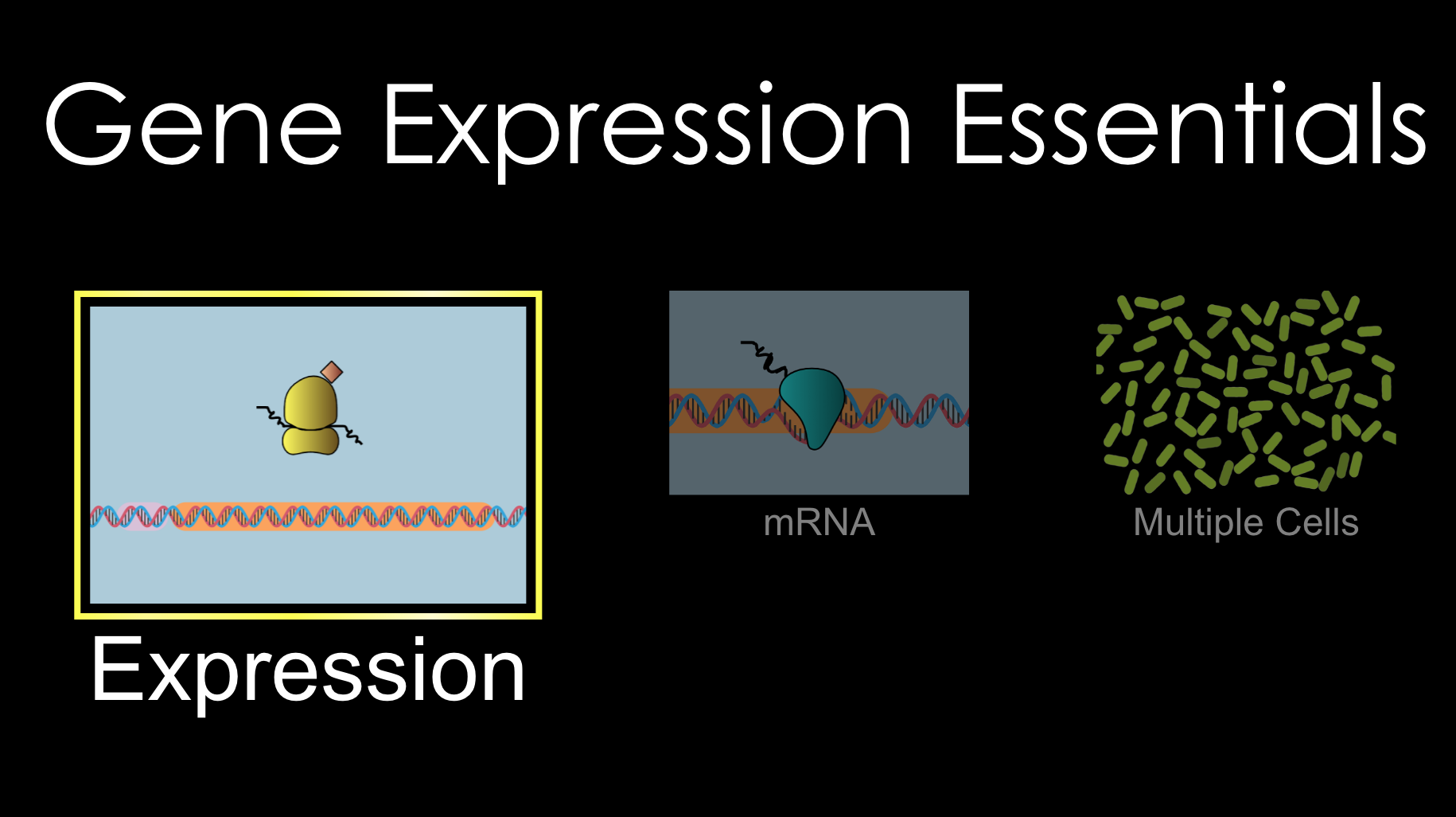 From DNA to Proteins – ScienceWiz