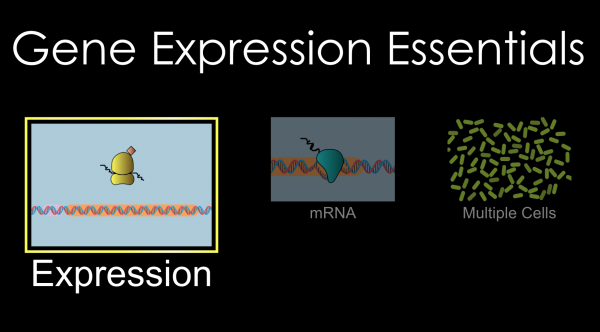 Gene Expression – ScienceWiz