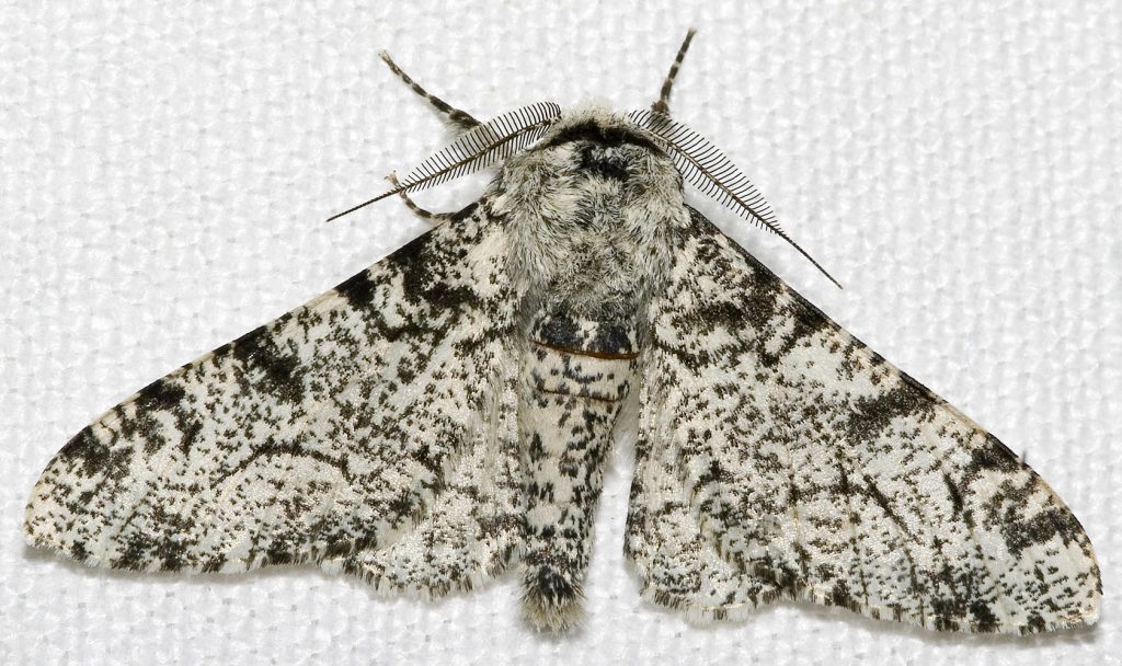 Peppered Moth Game – ScienceWiz