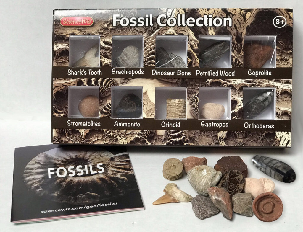 Fossil Collection – ScienceWiz
