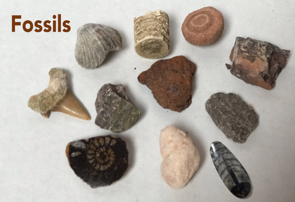 Fossil Collection – ScienceWiz