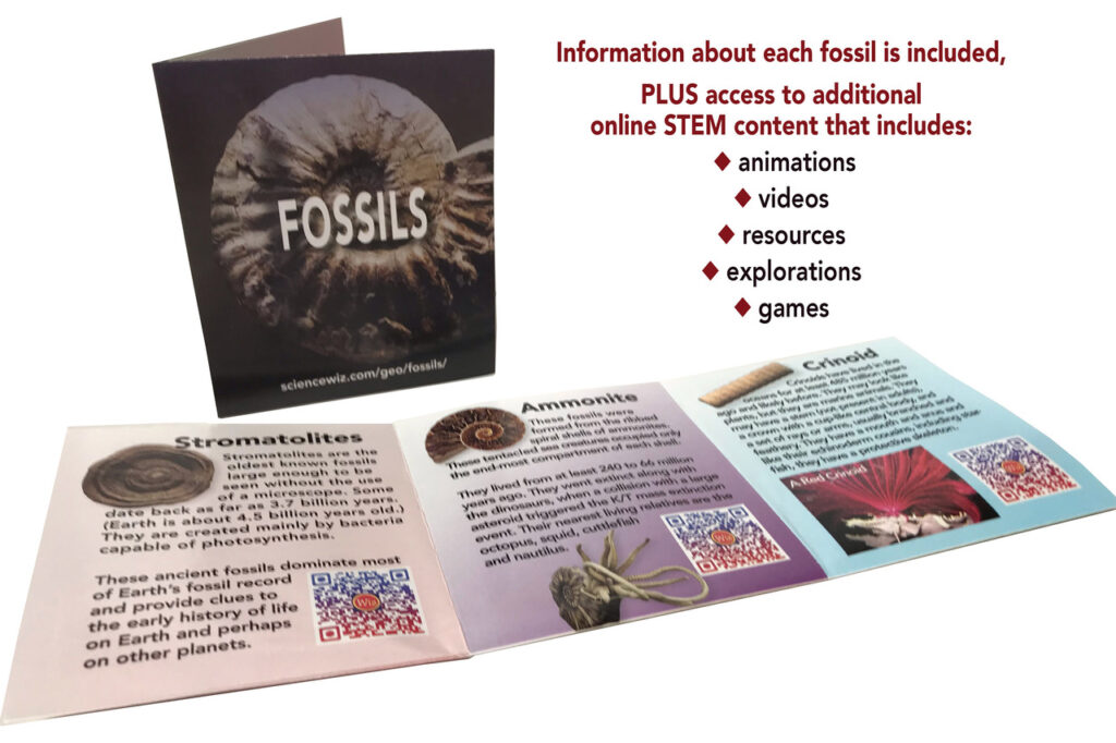 Fossil Collection – ScienceWiz