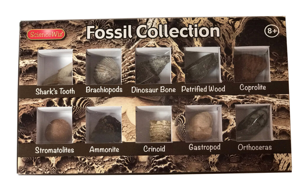 Fossil Collection – ScienceWiz
