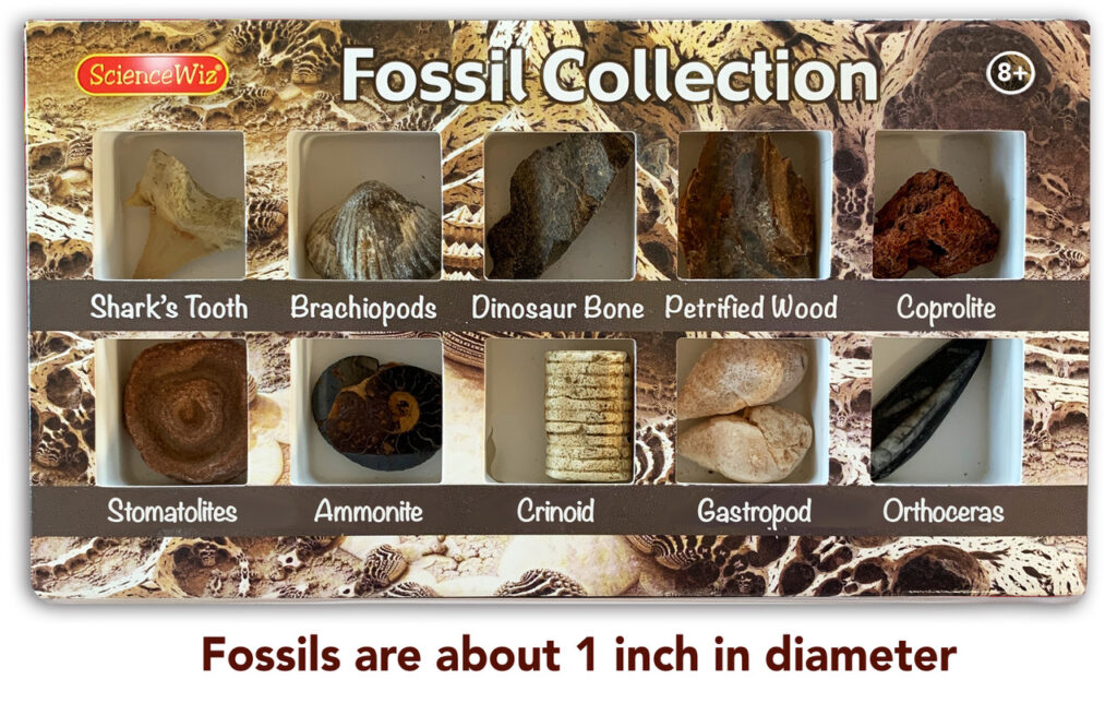Fossil Collection – ScienceWiz